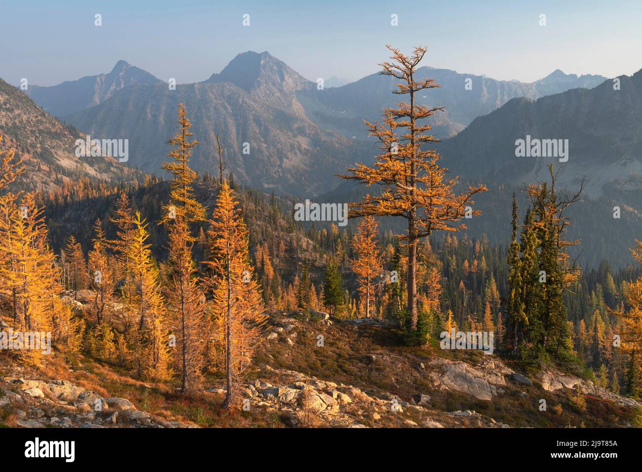 Subalpine Larches in golden autumn color. Stiletto Lake, North Cascades ...
