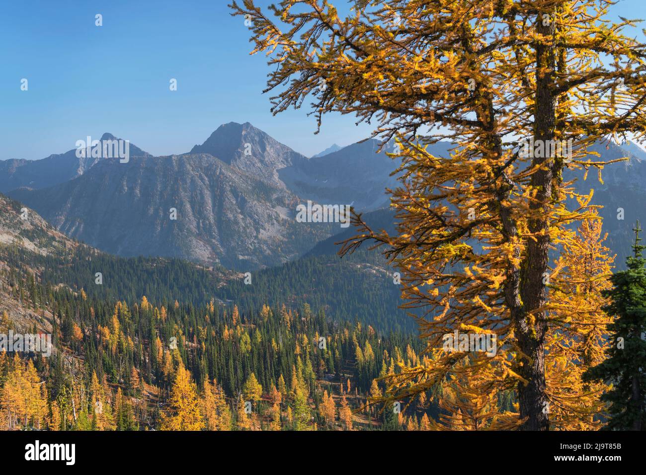 Subalpine Larches in golden autumn color. North Cascades National Park ...