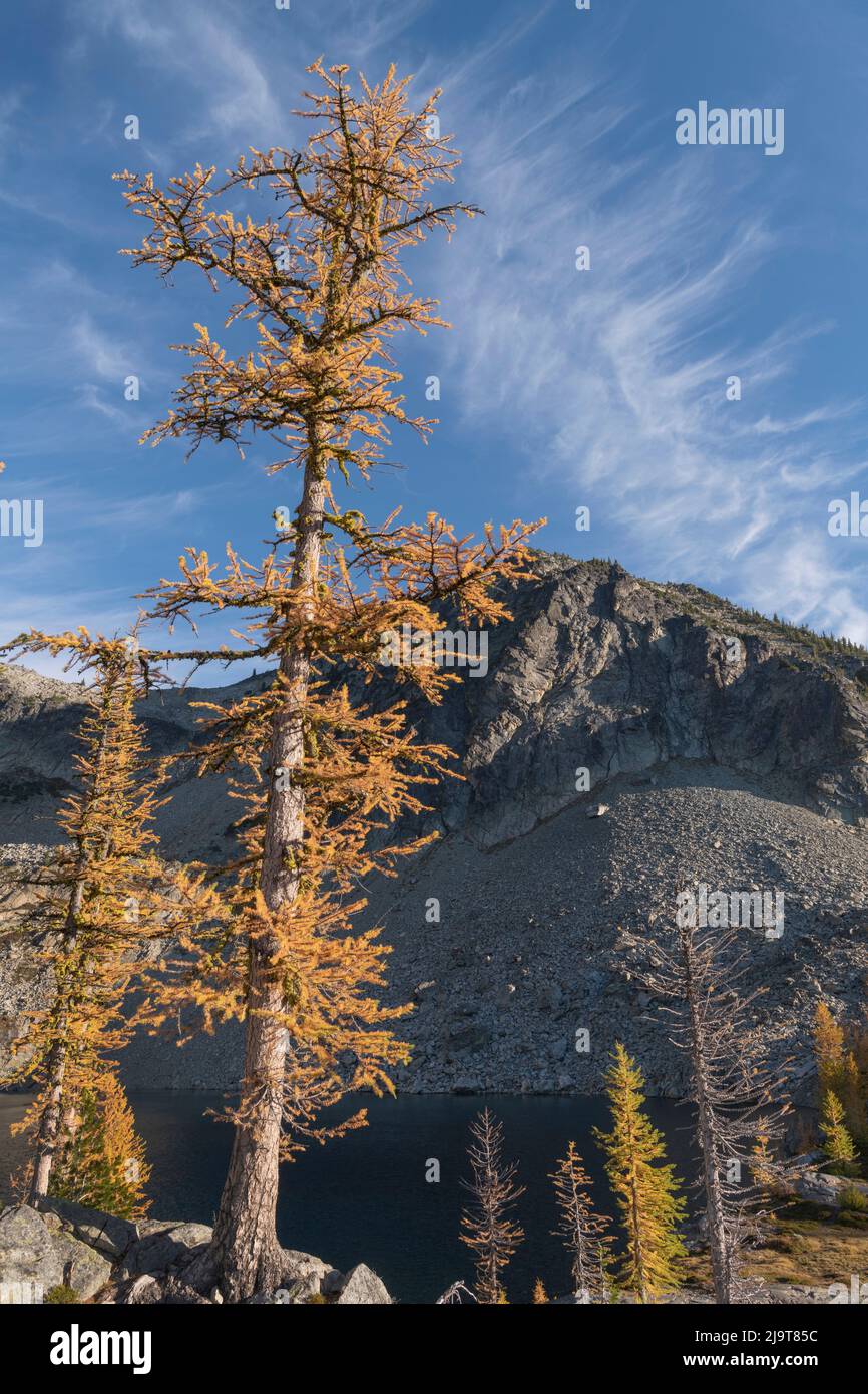 Subalpine Larches in golden autumn color. North Cascades National Park ...