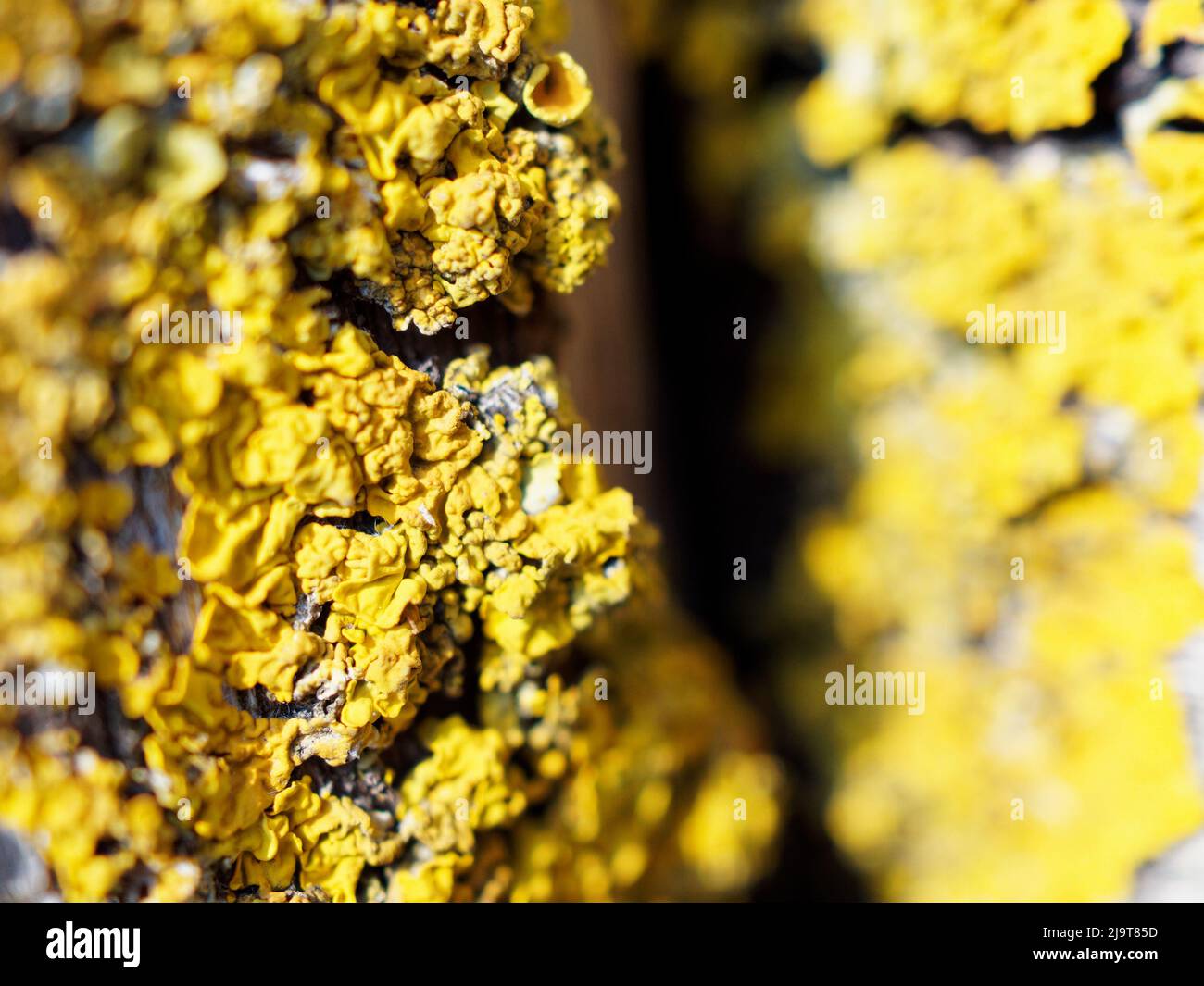Yellow Moss Fungus on Wood at Coastal Town Whitstable Stock Photo - Alamy