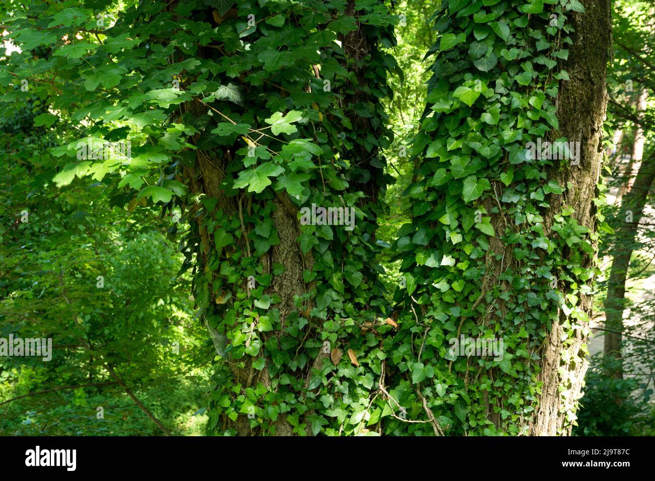 Vine clinging to tree hi-res stock photography and images - Alamy