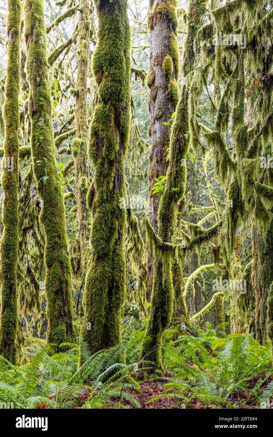 USA, Washington State, Seabeck, Guillemot Cove Nature Preserve. Moss ...