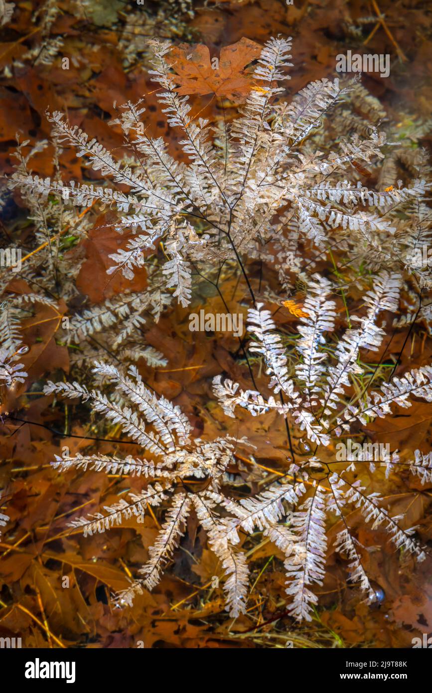 USA, Washington State, Olympic National Park. Maidenhair ferns floating ...