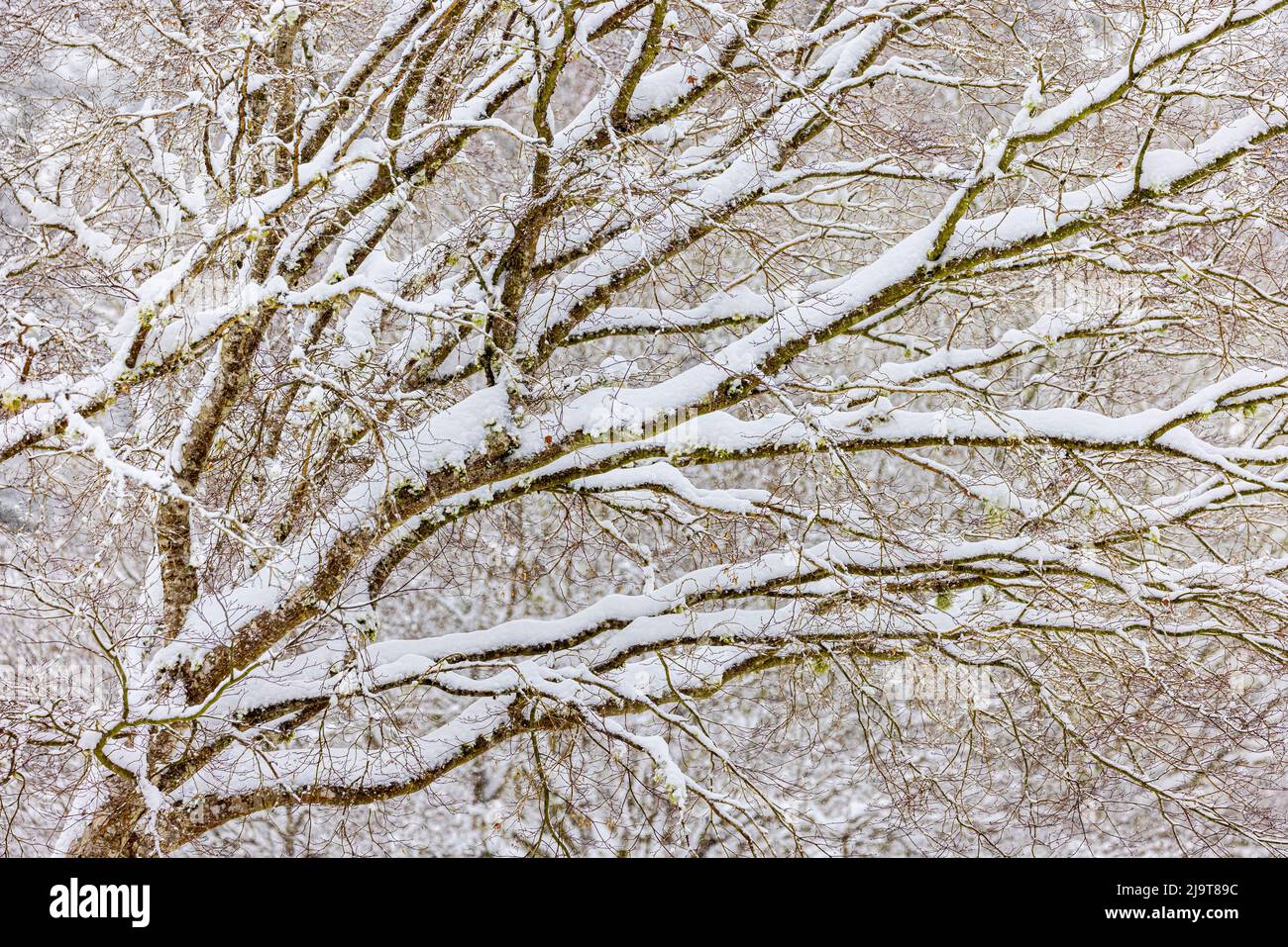 Maple tree in winter hi-res stock photography and images - Alamy