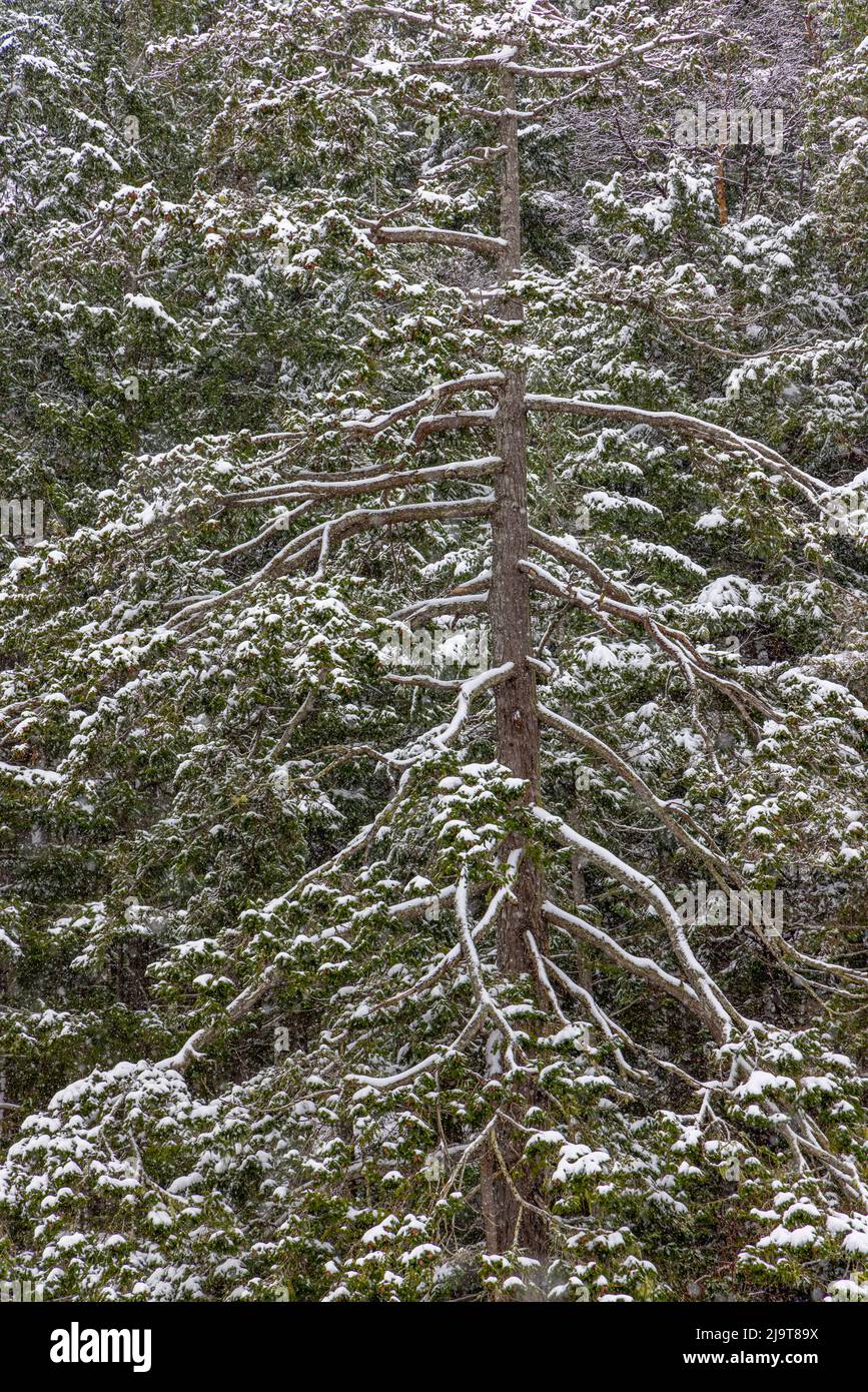 Douglas preserve hi-res stock photography and images - Alamy