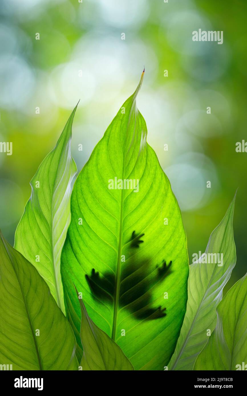 Frog shadow gallery hi-res stock photography and images - Alamy