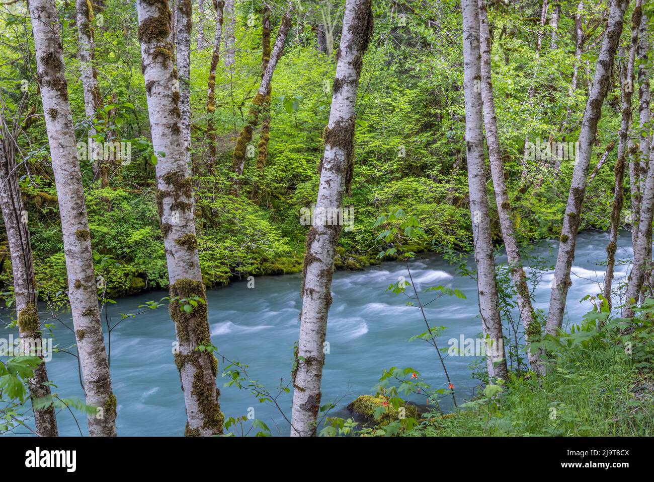 USA, Washington State, Olympic National Forest. Landscape with alder ...
