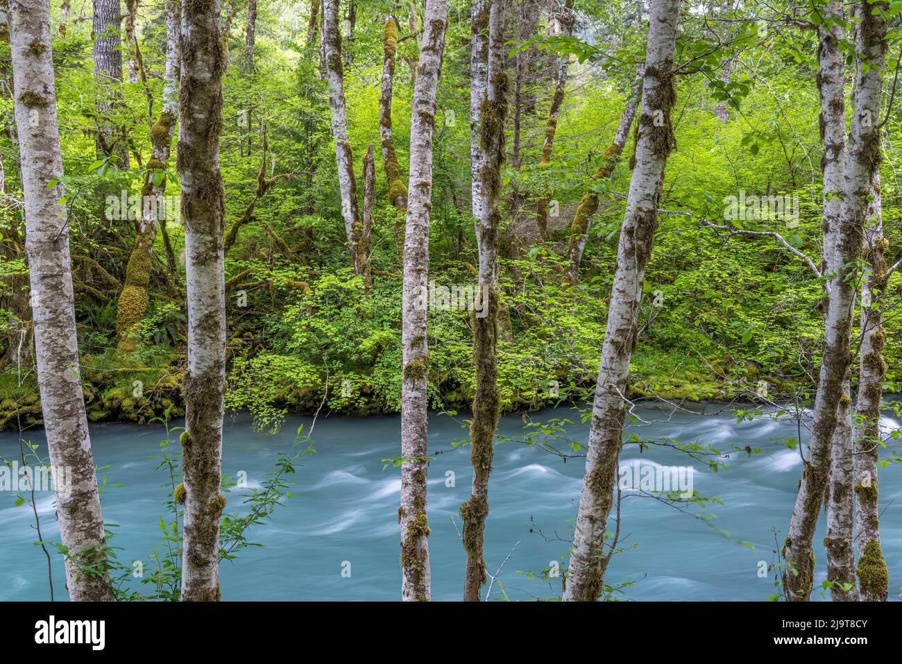 USA, Washington State, Olympic National Forest. Alder trees and ...