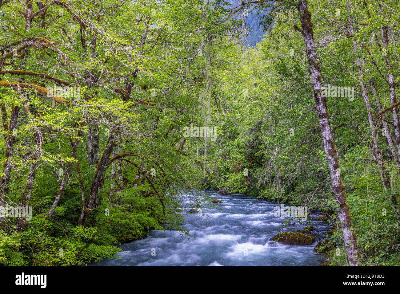 USA, Washington State, Olympic National Forest. Alder trees and ...