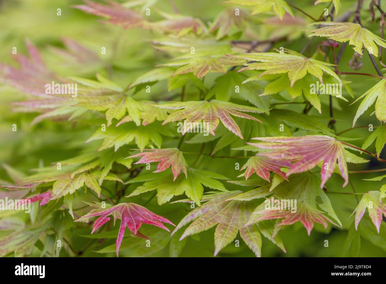 USA, Washington State, Seabeck. Japanese maple tree foliage Stock Photo ...