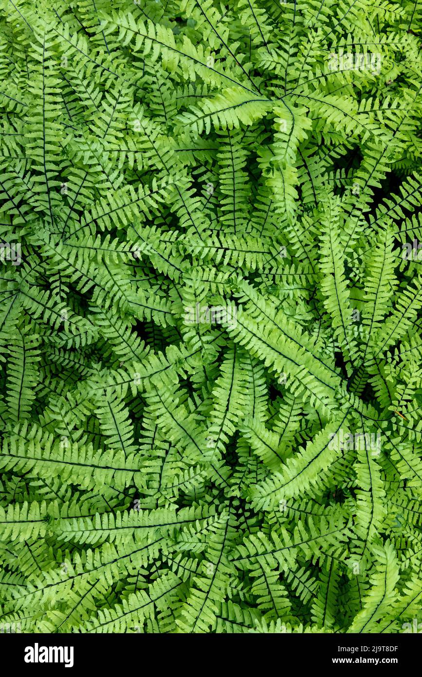 USA, Washington State, Olympic National Forest. Maidenhair ferns close ...