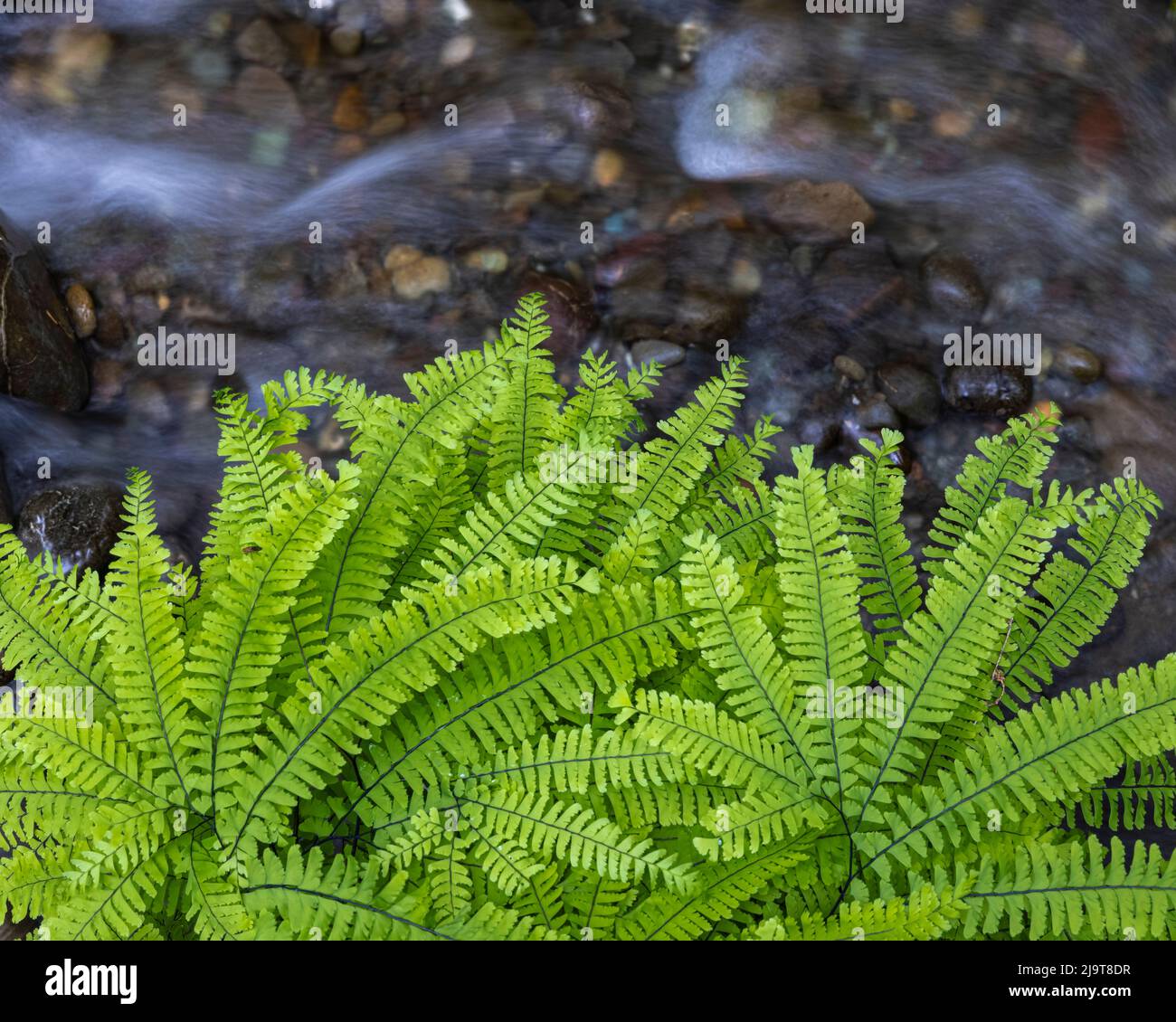 USA, Washington State, Olympic National Forest. Maidenhair ferns and ...