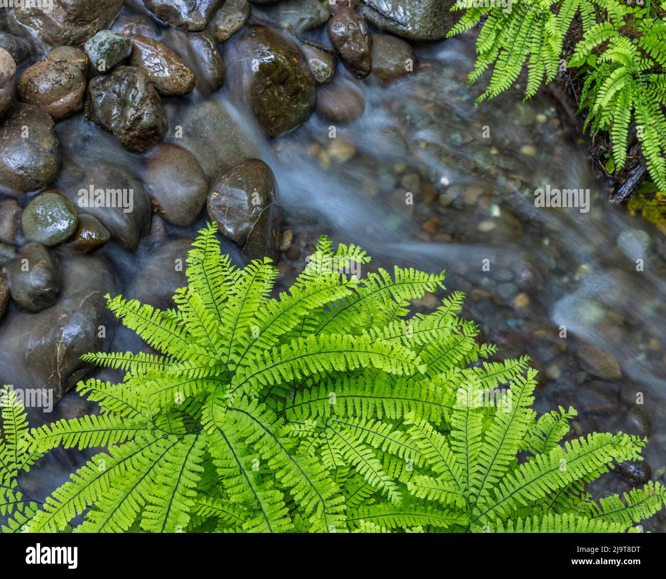 Maidenhair ferns hi-res stock photography and images - Alamy