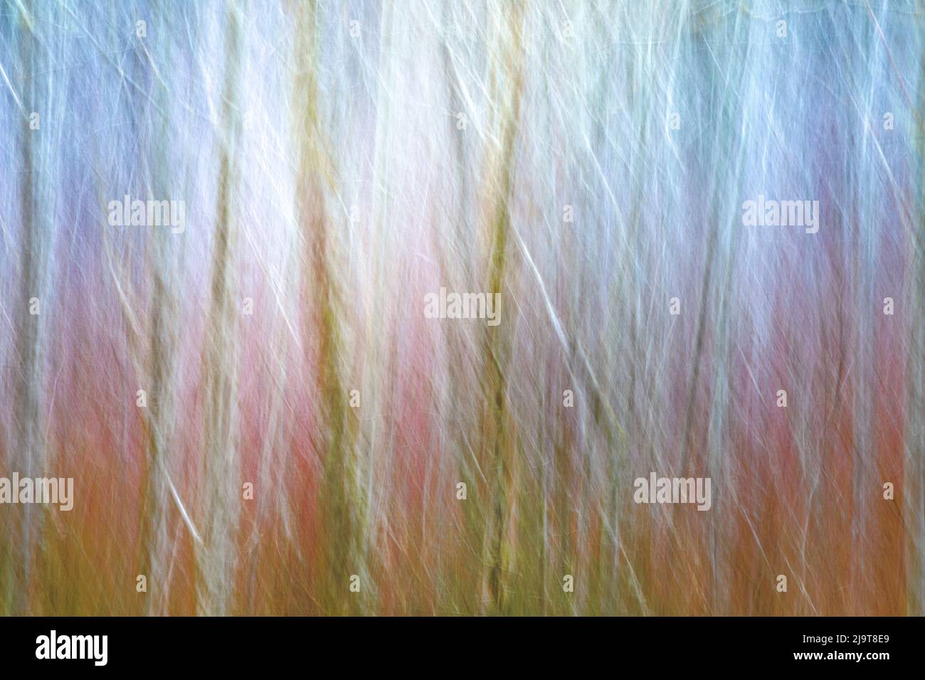 USA, Washington State, Seabeck. Alder forest abstract Stock Photo - Alamy