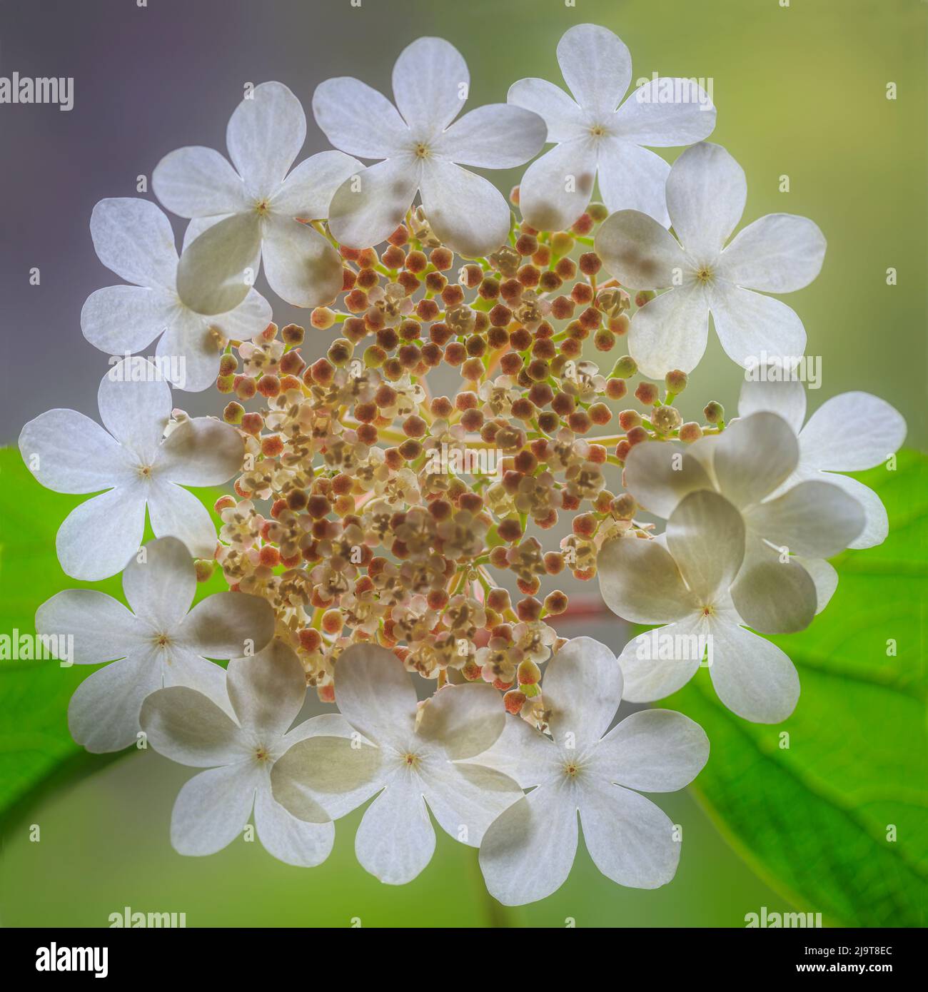 USA, Washington State, Silverdale. Highbush cranberry viburnum flowers ...