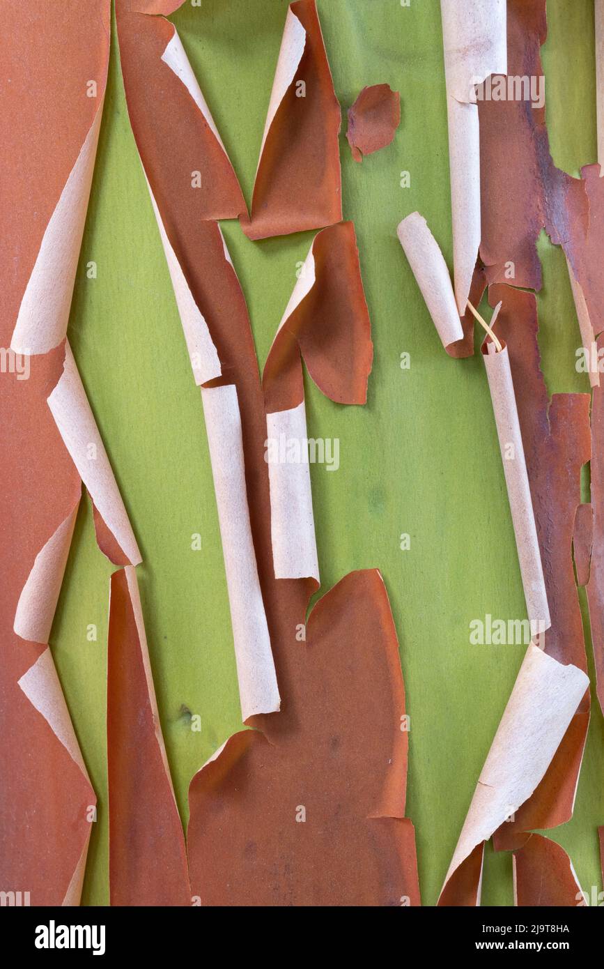 Madrone tree bark hi-res stock photography and images - Alamy