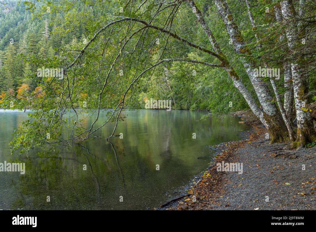 USA, Washington State, Olympic National Park. Alder trees overhanging ...
