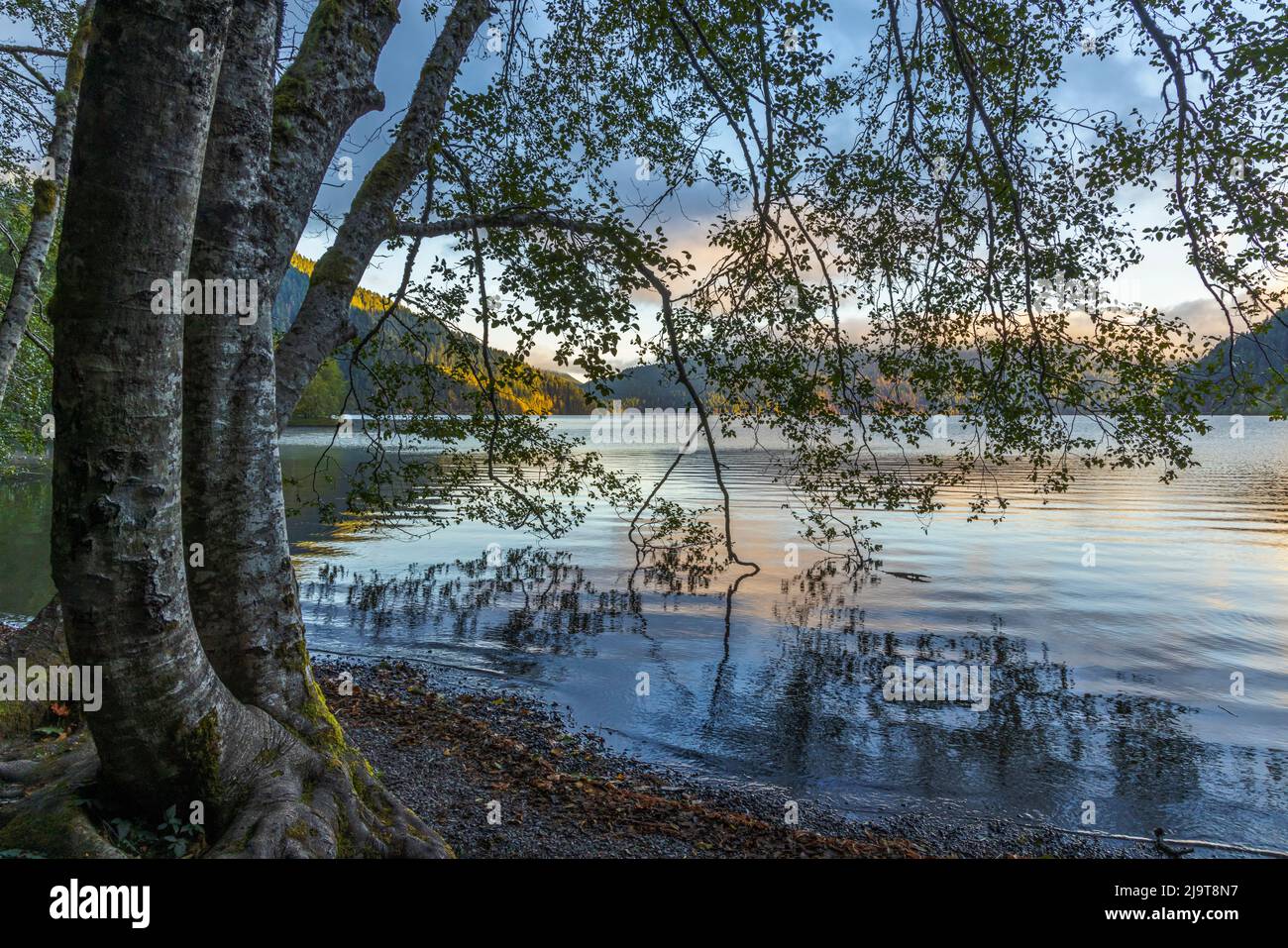 USA, Washington State, Olympic National Park. Alder trees overhanging ...