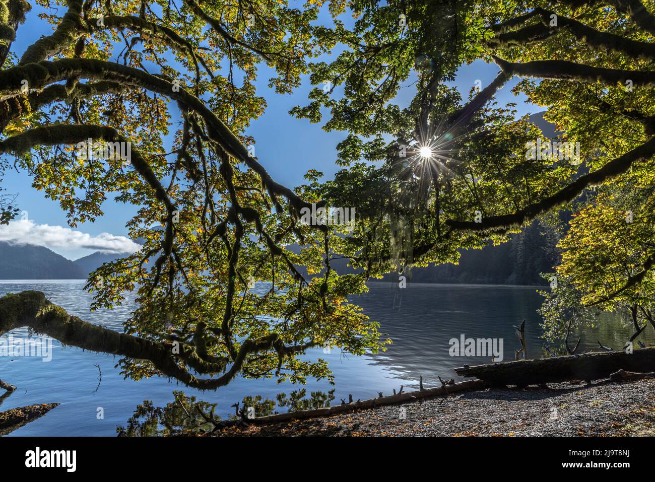 USA, Washington State, Olympic National Park. Alder tree branches ...