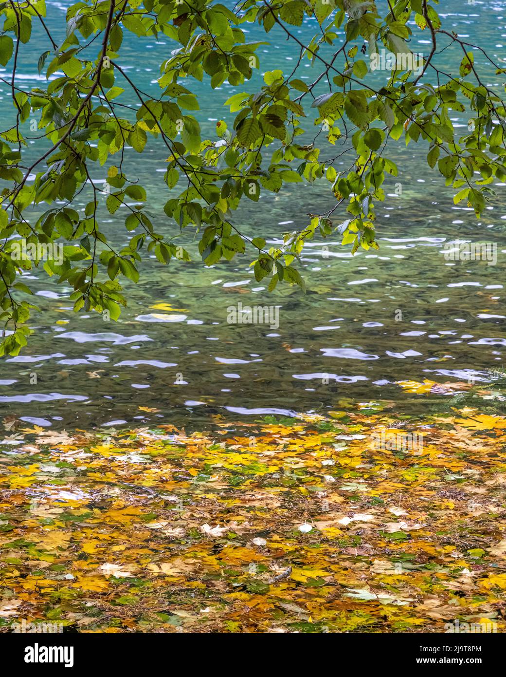 USA, Washington State, Olympic National Park. Alder tree branches ...