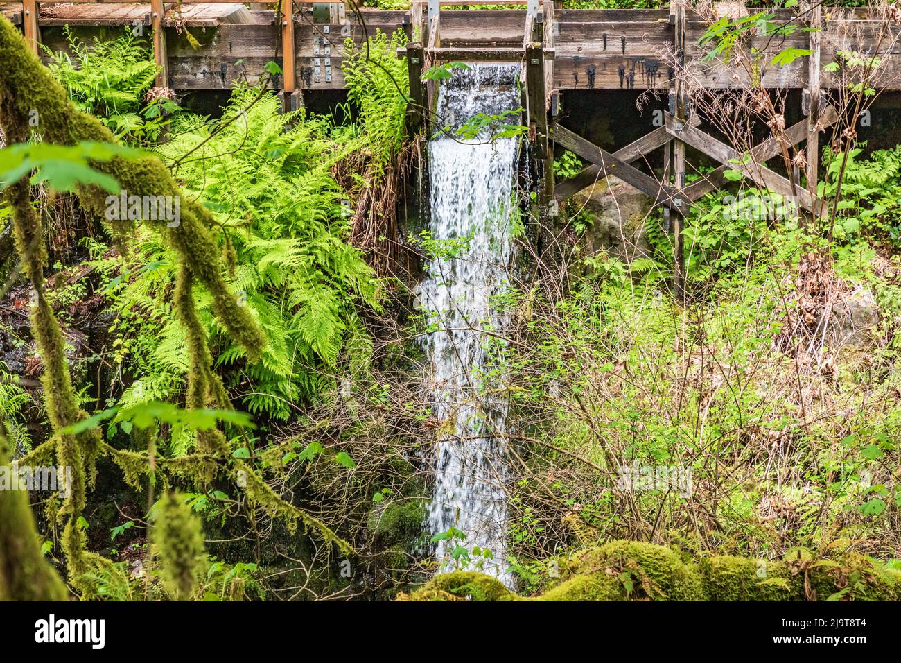 Woodland, Washington State, USA. Water spilling from the flume for the ...