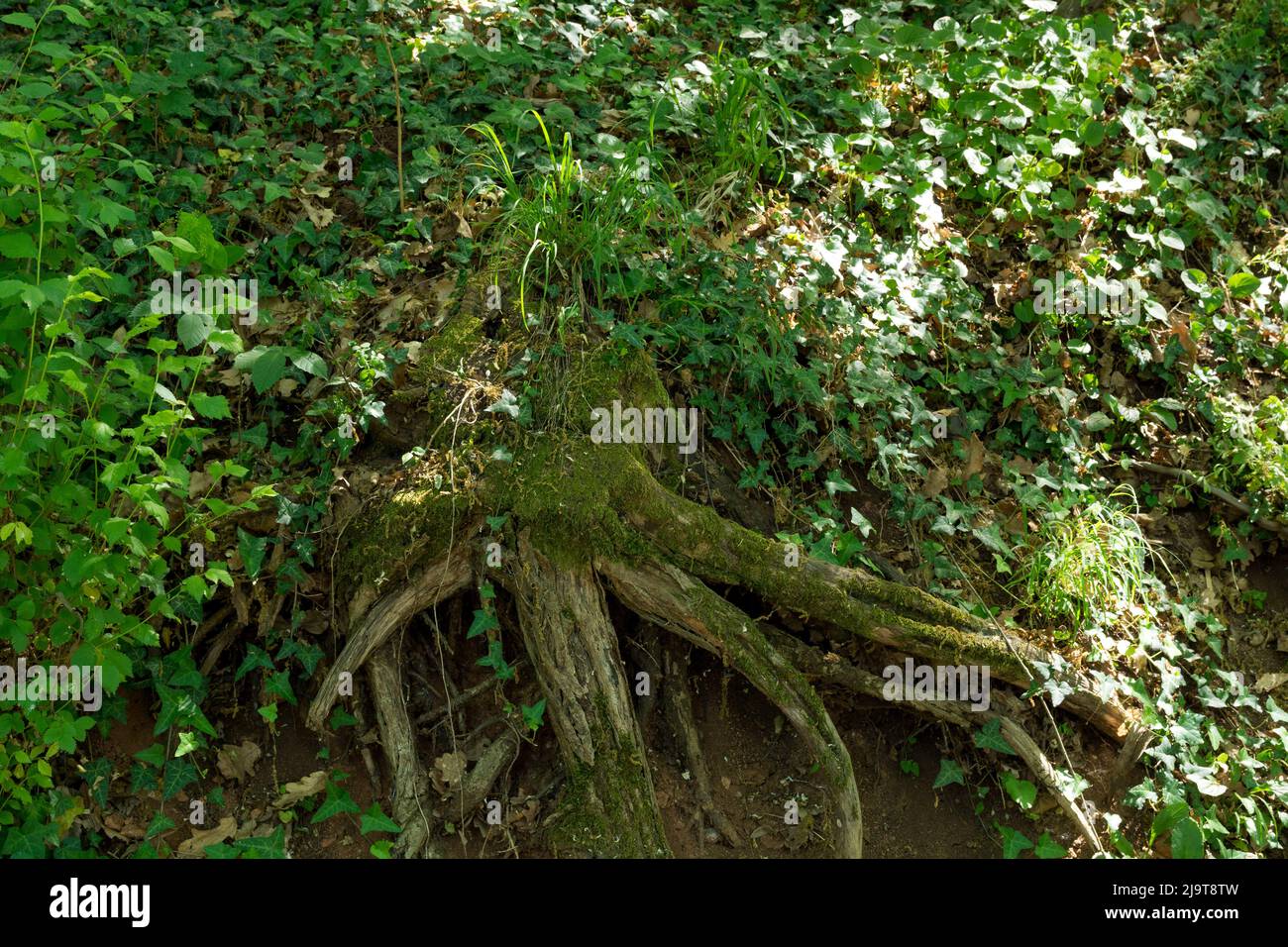Roots of an old tree overgrown with moss and ivy in a natural deciduous ...