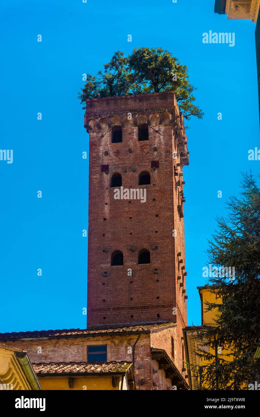 Guinigi Tower in Lucca historic center, Italy Stock Photo - Alamy