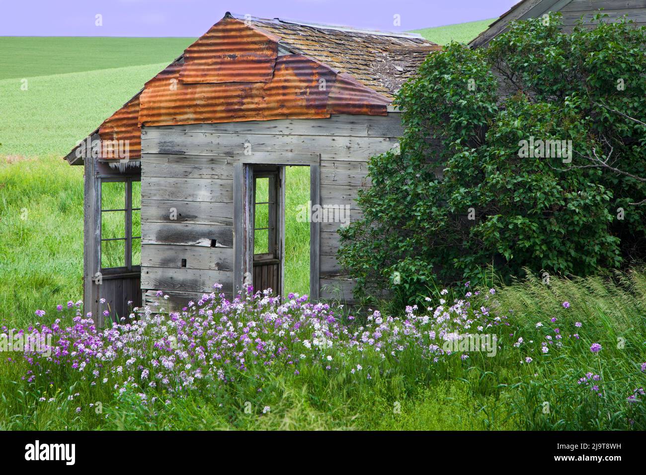 USA, Washington State, Palouse. Old abandoned house surrounded by ...