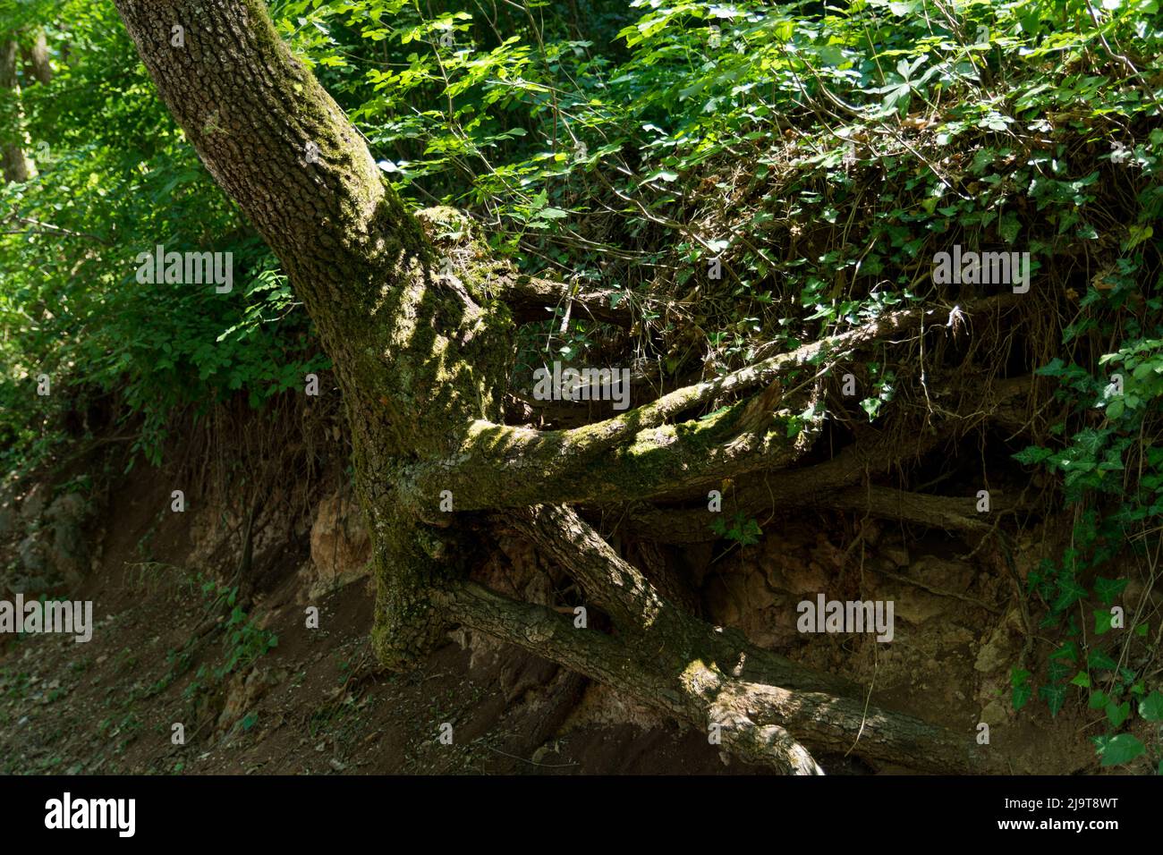 The trunk with the root system of a tree growing in a deep dark forest ...