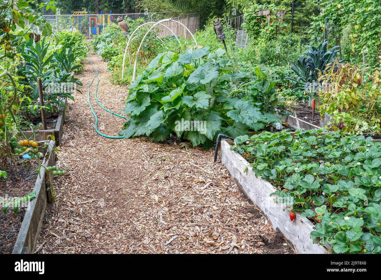 Issaquah, Washington State, USA. Mirrormont Pea Patch community ...
