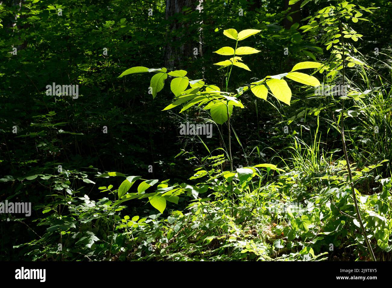 Rainforest tree sapling hi-res stock photography and images - Alamy