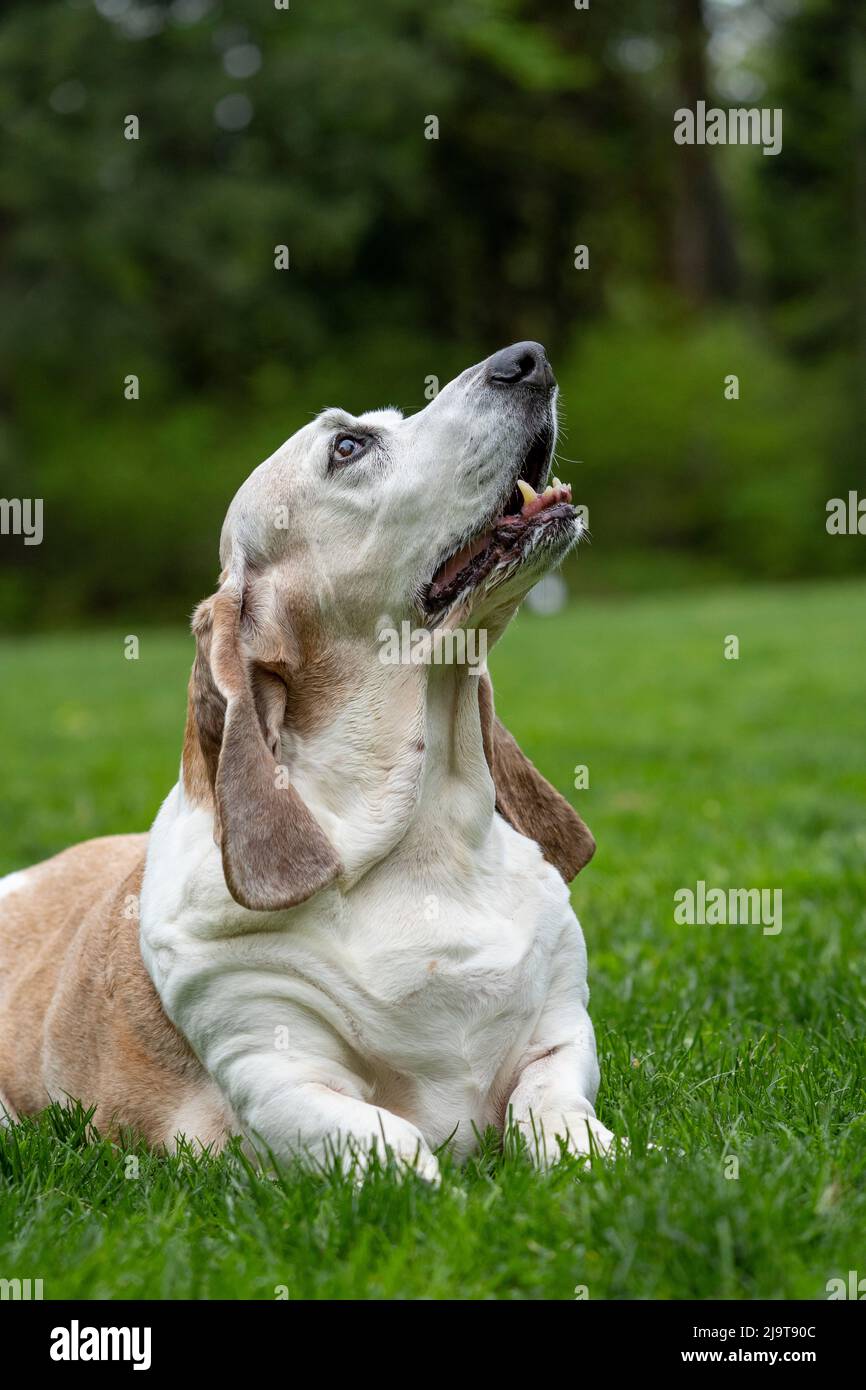 Issaquah, Washington State, USA. Elderly Basset Hound, resting in the ...