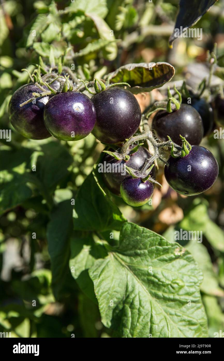 Leavenworth, Washington State, USA. Indigo Ruby cherry tomatoes growing ...