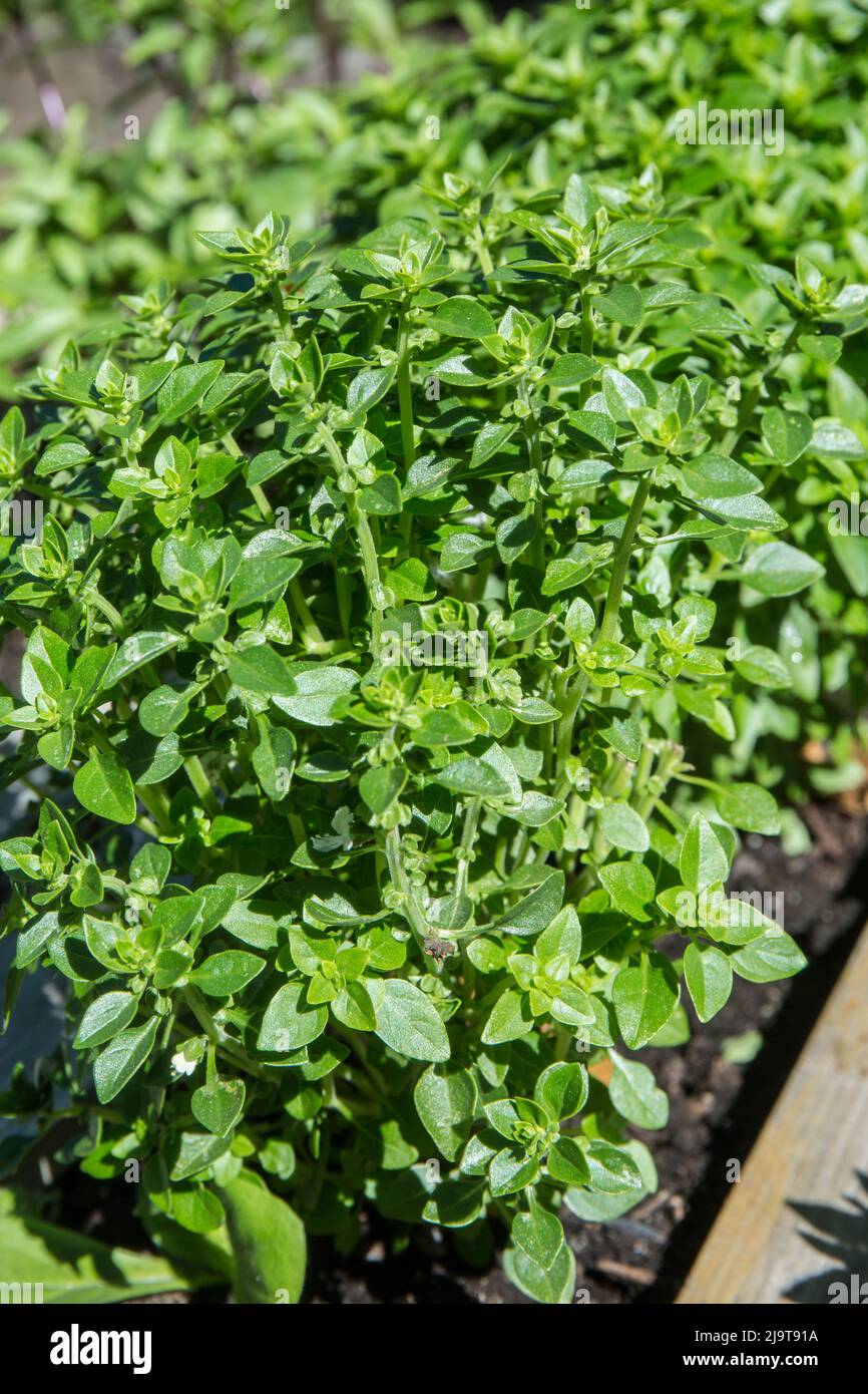 Greek basil hi-res stock photography and images - Alamy