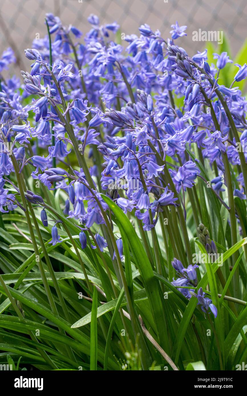 Issaquah, Washington State, USA. Hyacinthoides hispanica, commonly ...