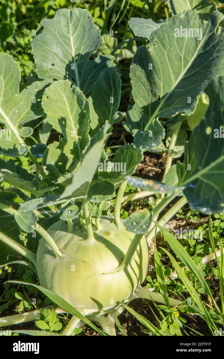 Maple Valley, Washington State, USA. Kohlrabi (German turnip or turnip ...