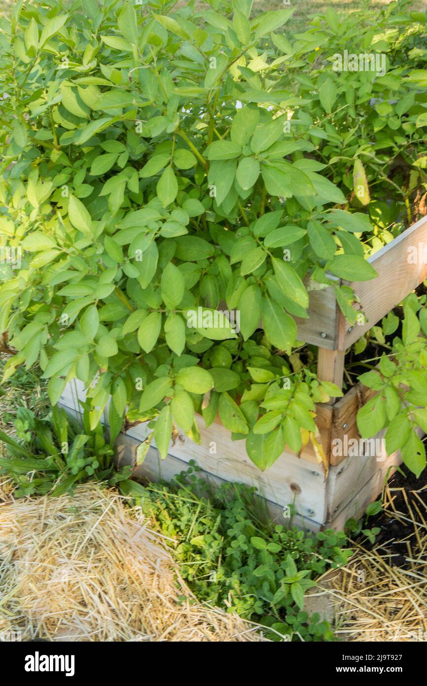 Maple Valley, Washington State, USA. Potatoes growing in a wooden ...