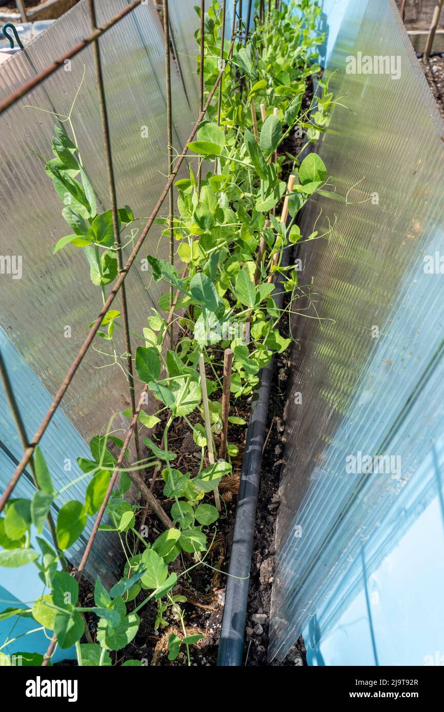 Pea netting hi-res stock photography and images - Alamy