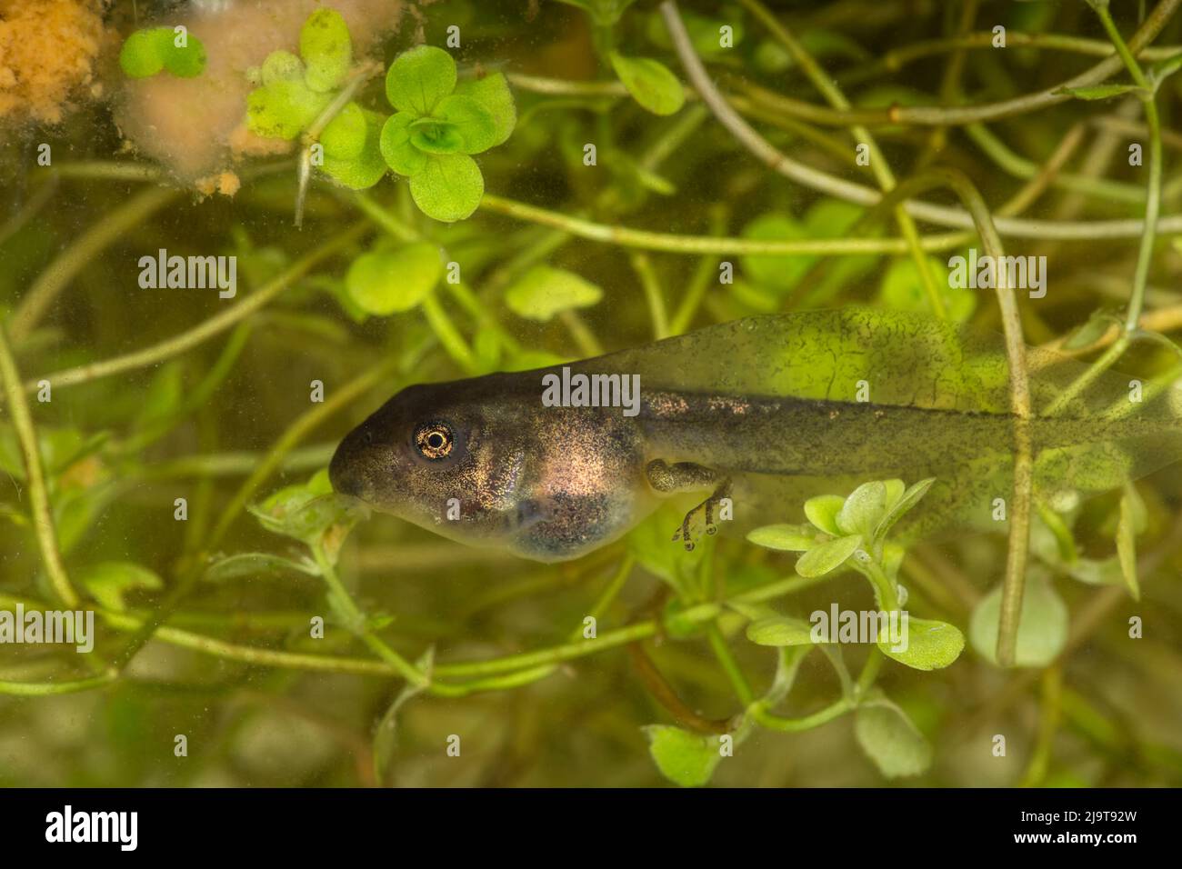 Issaquah, Washington State, USA. Pacific Tree Frog tadpole (also called ...