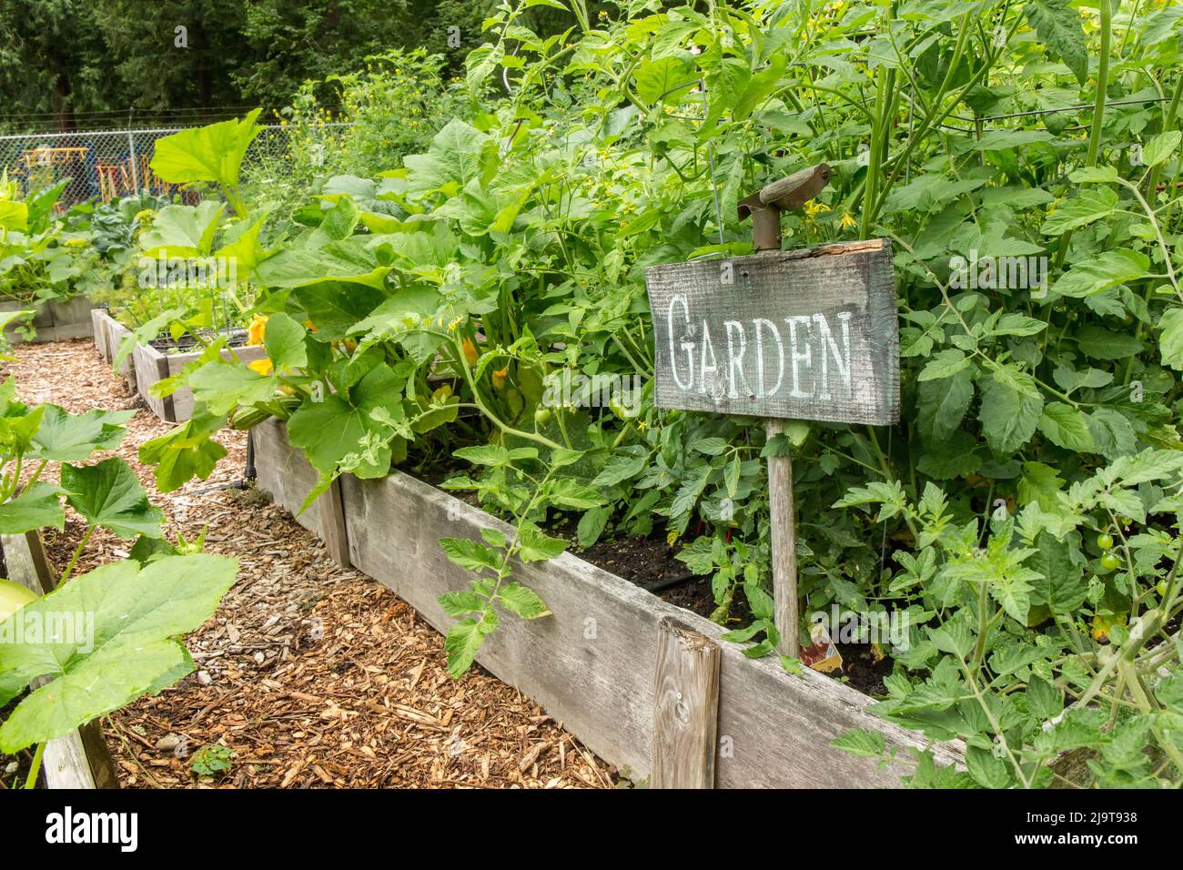 Issaquah, Washington State, USA. Cherry tomato plants growing with ...