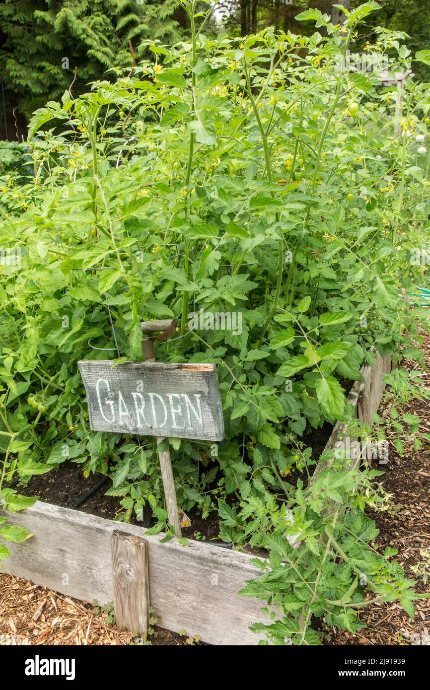 Issaquah, Washington State, USA. Cherry tomato plants growing with ...