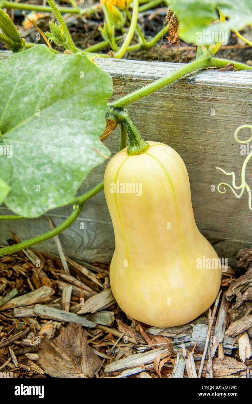Issaquah, Washington State, USA. Butternut squash growing in a ...