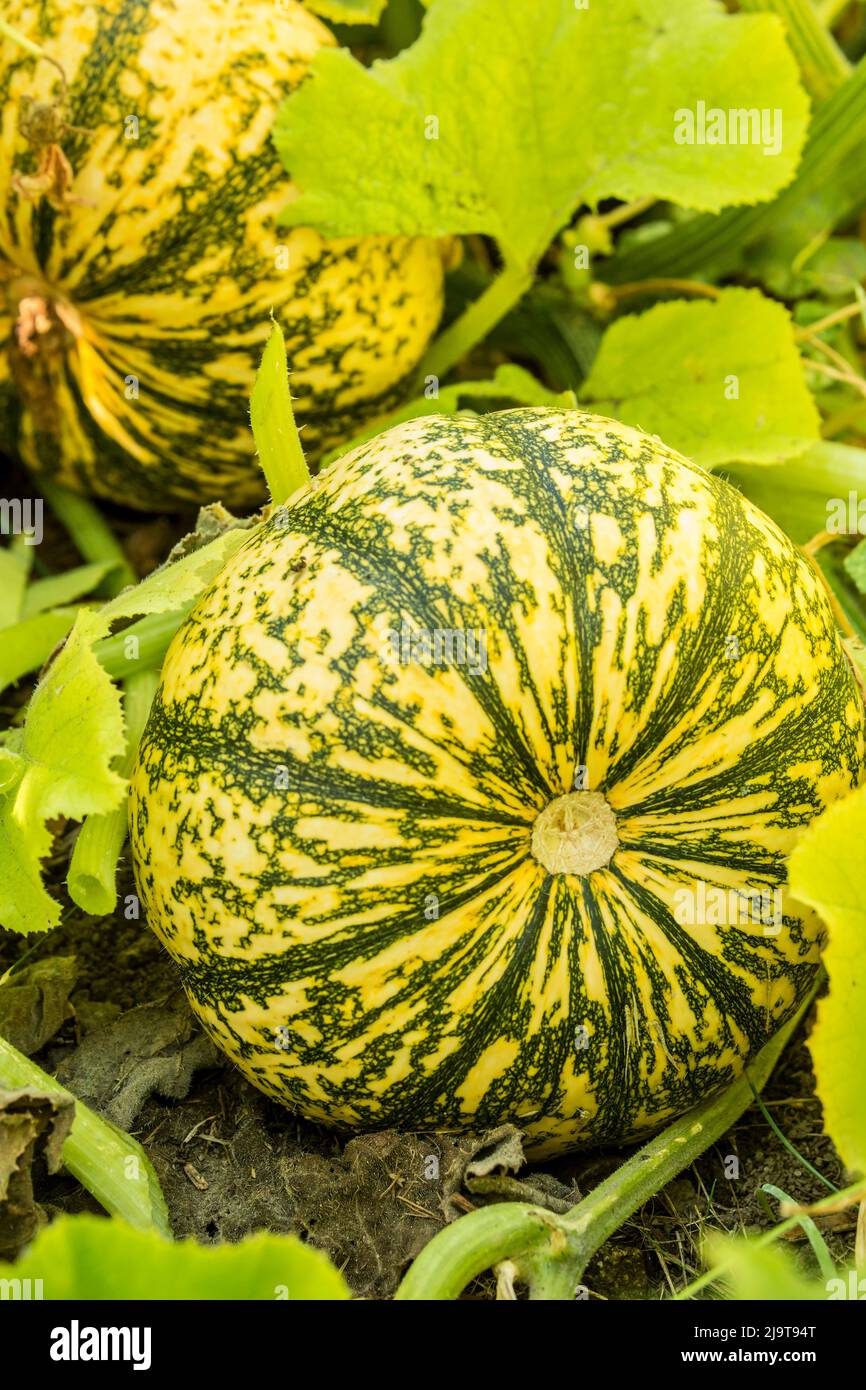 Leavenworth, Washington State, USA. Sweet Dumpling winter squash ...