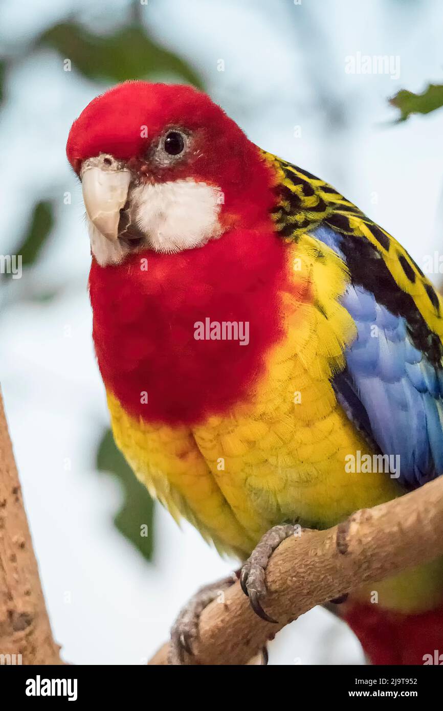 Rosella native hi-res stock photography and images - Alamy