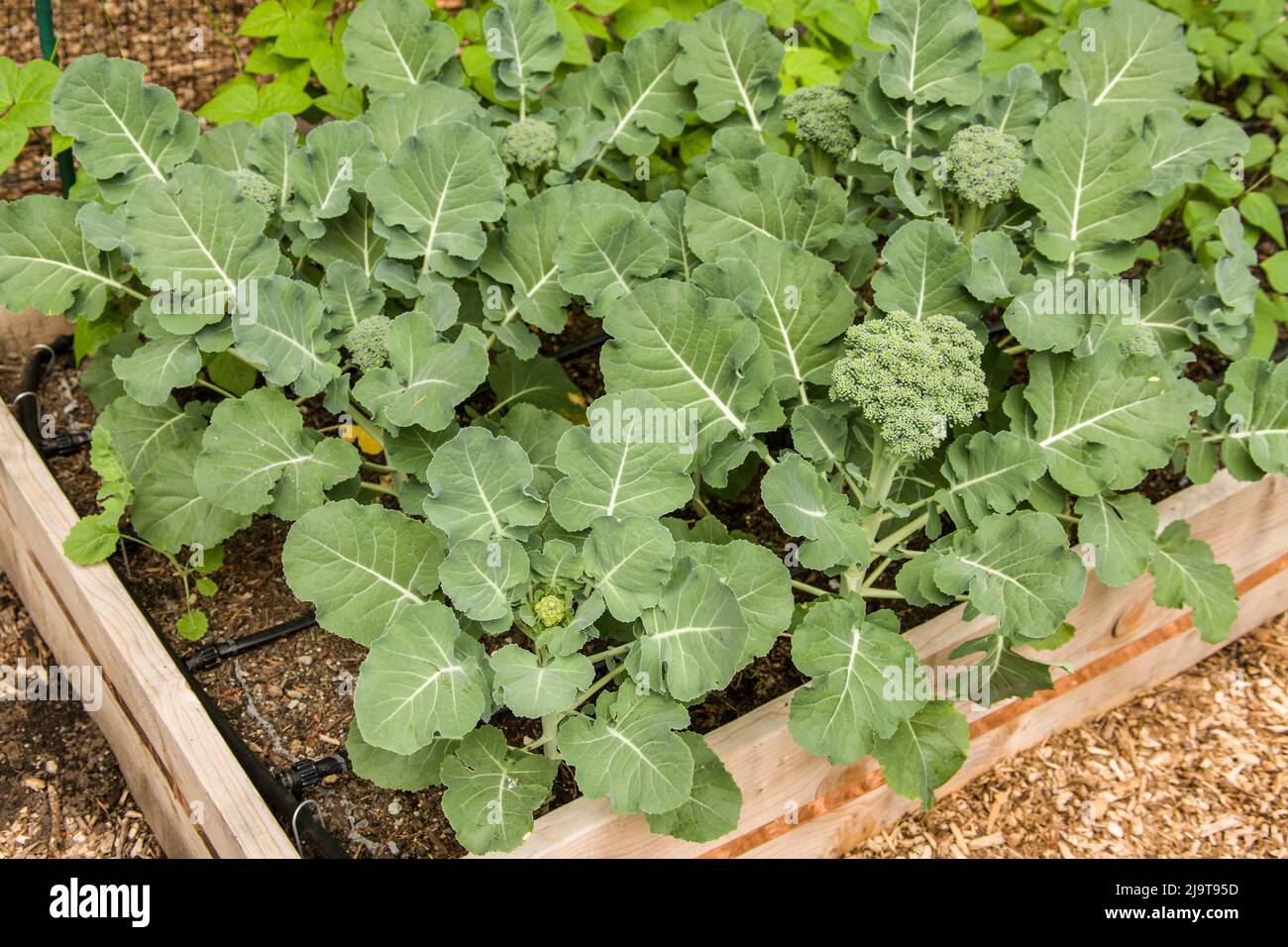 Issaquah, Washington State, USA. Blue Wind broccoli growing in a raised ...