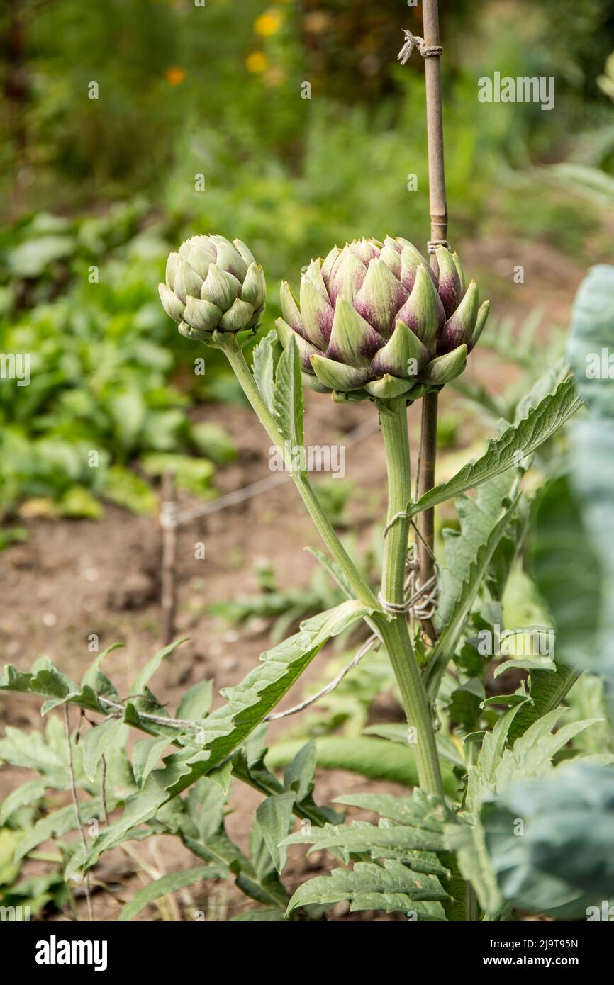 Bellevue, Washington State, USA. Globe Artichoke plant. The edible ...