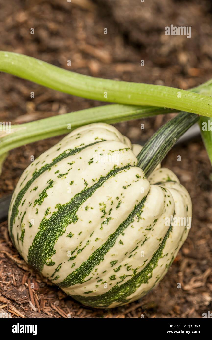 Green Colored Squash