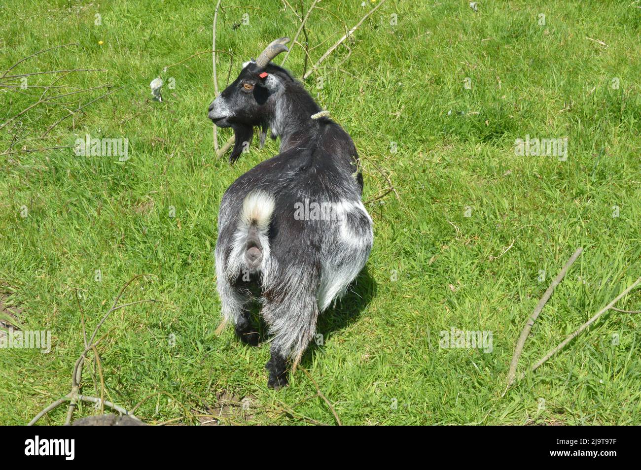 Grey goat animal hi-res stock photography and images - Alamy