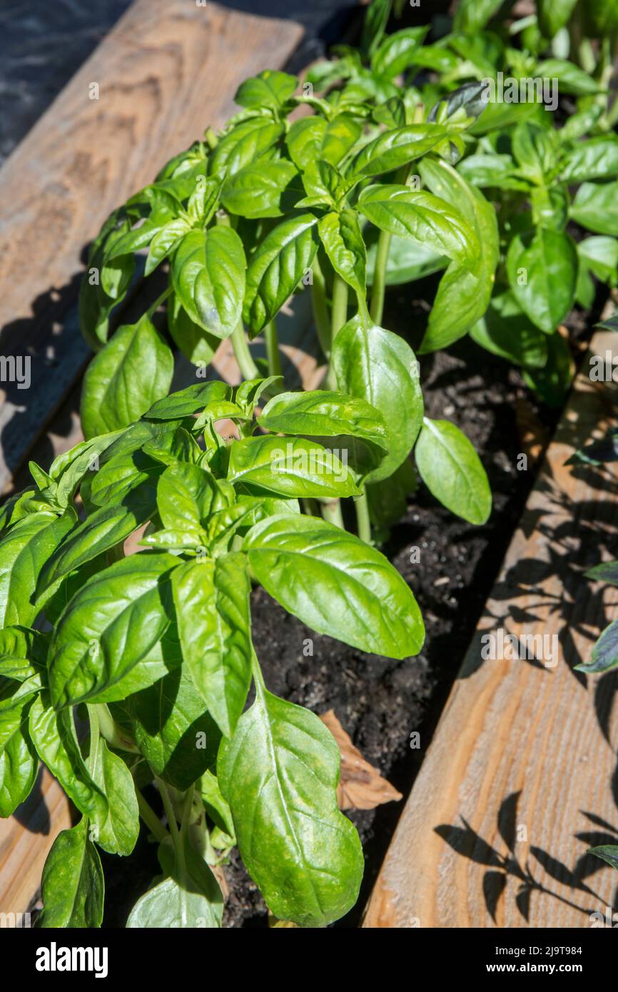 Bellevue, Washington State, USA. Sweet Basil plants growing. This herb ...