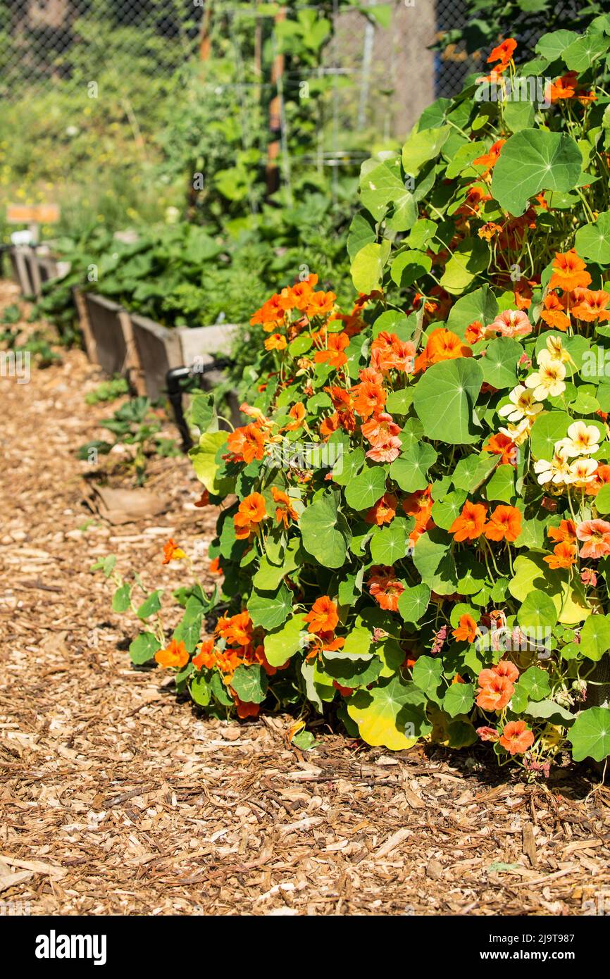 Issaquah, Washington State, USA. Nasturtiums overflowing their home in ...